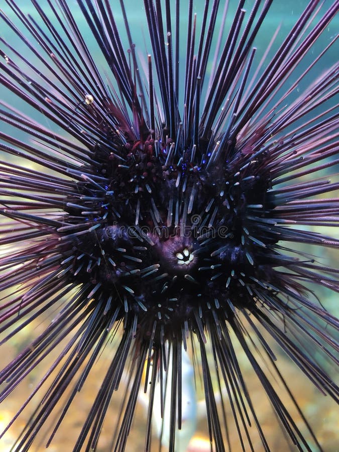 Colorful Sea Urchin from Close Range, with Sharp and Large Spines Stock ...