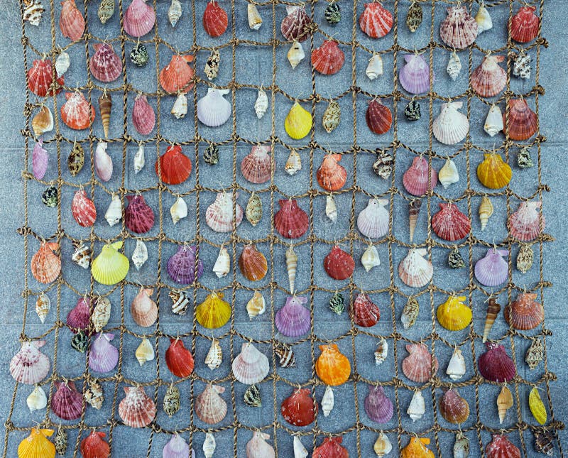 Colorful seashell stock image. Image of ocean, sandy, shaped - 6803869