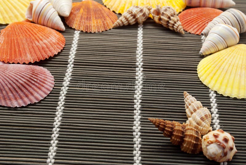 Colorful seashells. stock photo. Image of pattern, design - 19848648
