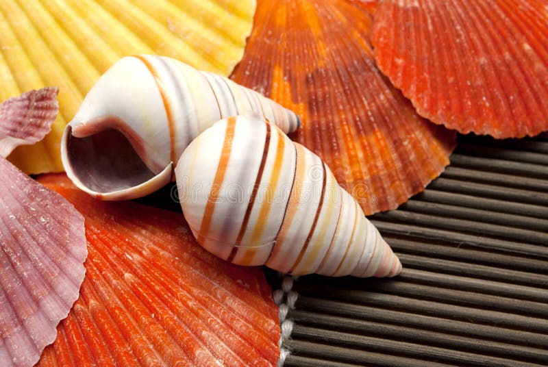Colorful seashells. stock photo. Image of lots, seashell - 19848728