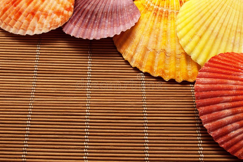 Colorful seashells. stock photo. Image of lots, seashell - 19848728