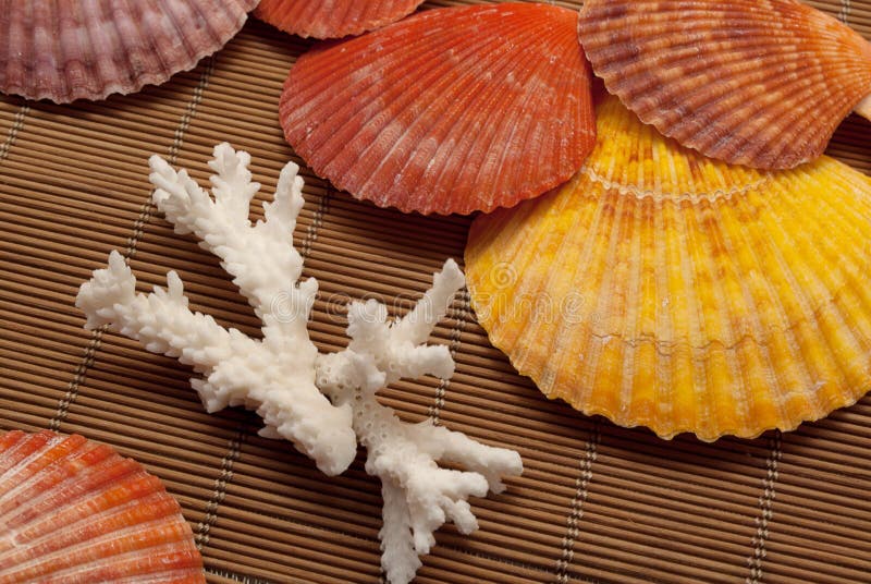 Colorful seashells. stock image. Image of background - 19848551