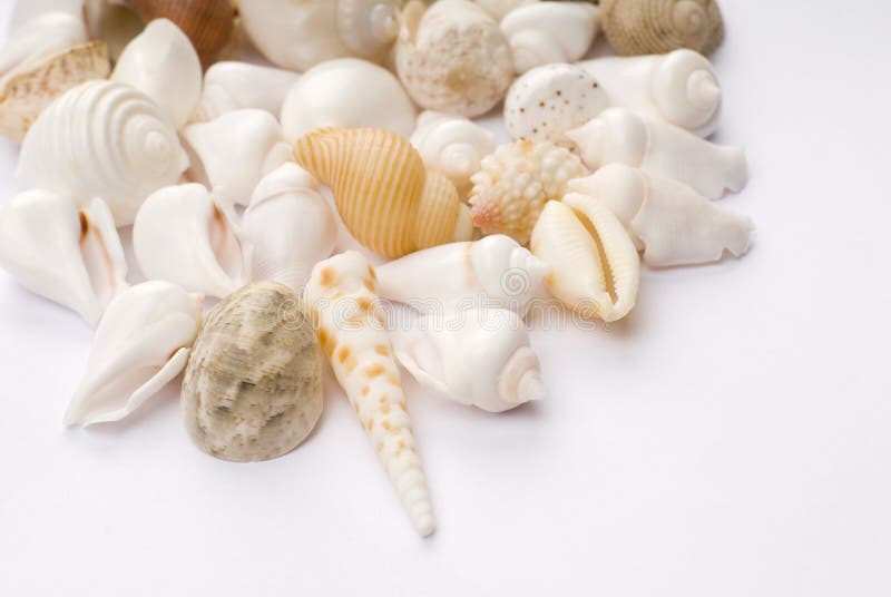 Colorful seashells stock image. Image of cowrie, chastity - 8351359