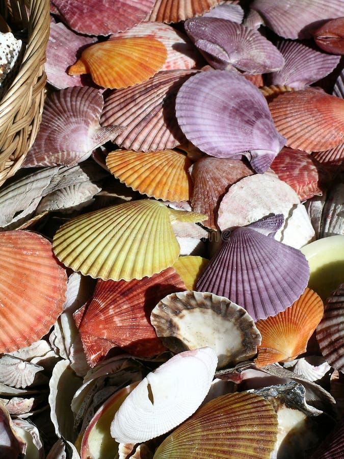 Colorful seashells stock image. Image of shell, shells - 7982463