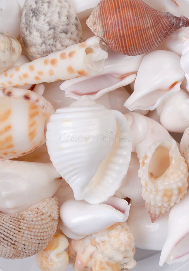 Colorful seashells stock image. Image of spiral, shellfish - 8351359