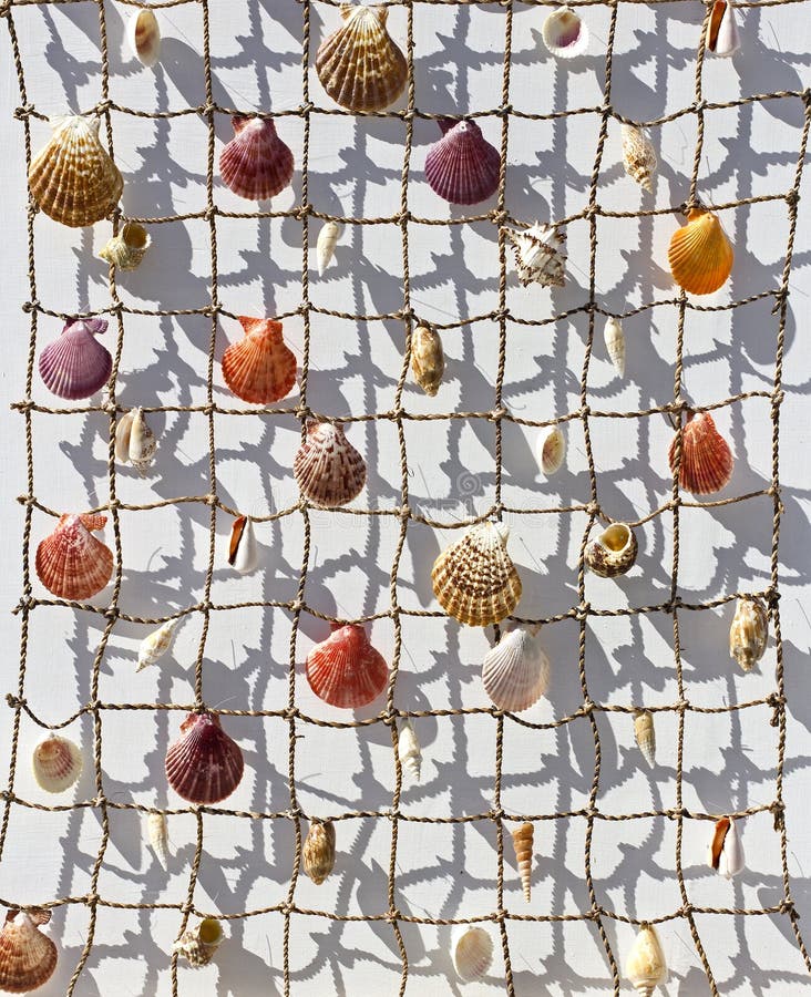 Colorful seashells stock photo. Image of shape, white - 34170568