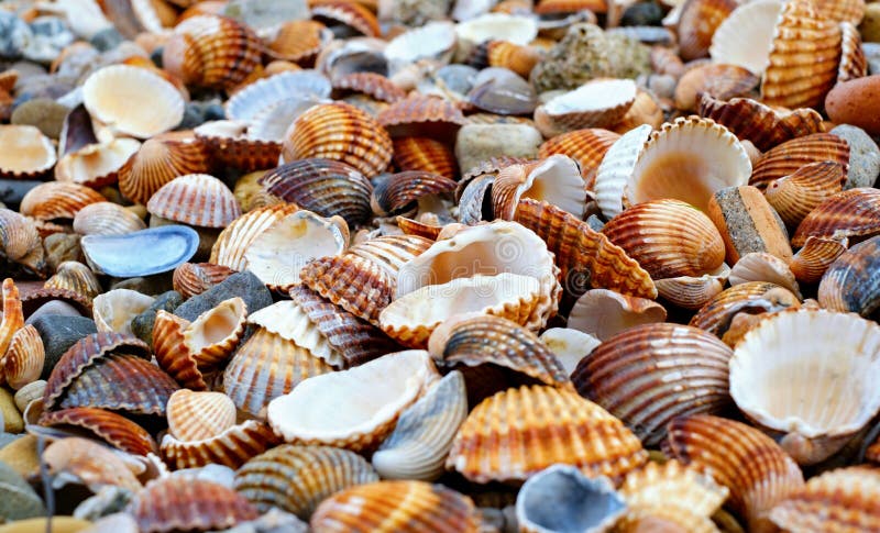 Colorful Seashells on the Beach Stock Photo - Image of beauty, mollusk ...