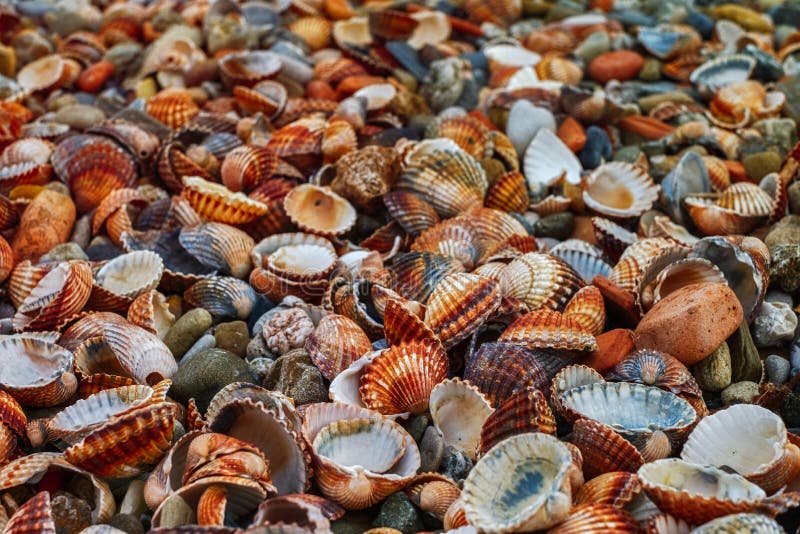 Colorful Seashells on the Beach Stock Image - Image of sand, conch ...