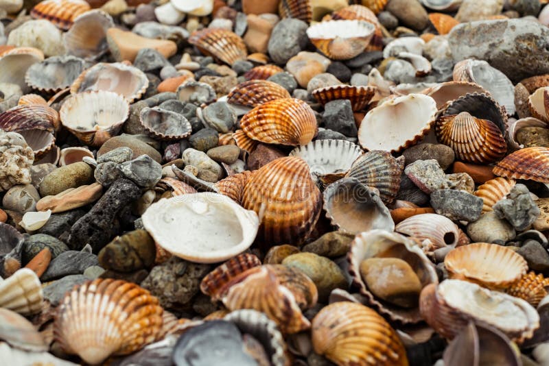 Colorful Seashells on the Beach Stock Photo - Image of blue, life ...