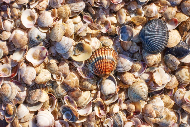 122 Clamshells Stock Photos - Free & Royalty-Free Stock Photos from ...