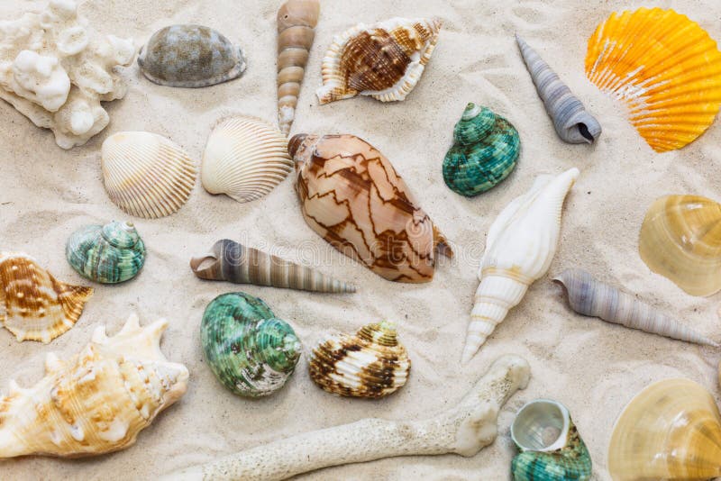 Colorful seashells stock photo. Image of shapes, clams - 65845606