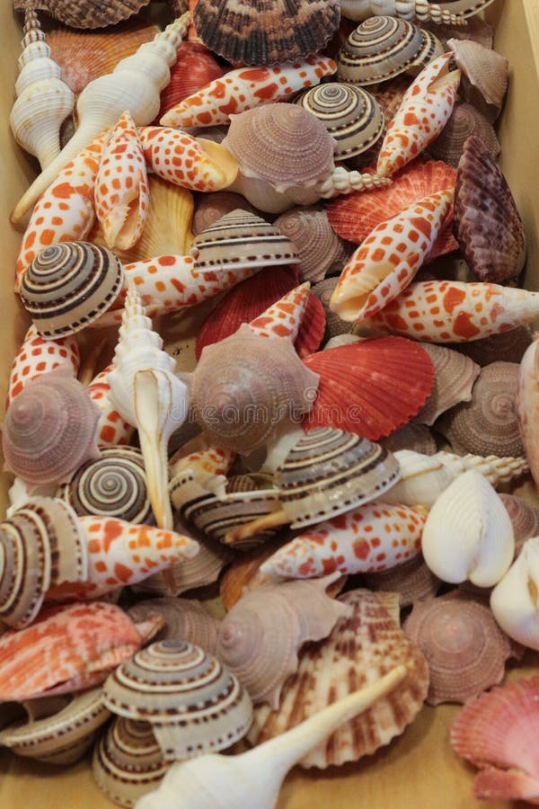 Colorful seashells stock image. Image of shell, shells - 7982463