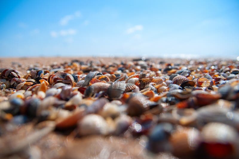 Colorful Seashells on the Seashore Stock Photo - Image of color, wall ...
