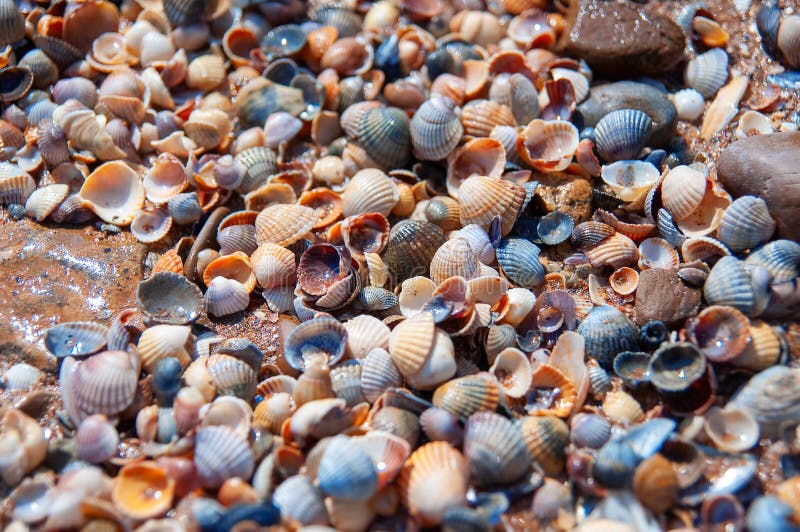 Colorful Seashells on the Seashore Stock Image - Image of ocean, stones ...
