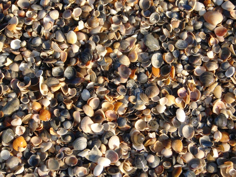 The Colorful Seashells on the Seashore Stock Photo - Image of beauty ...