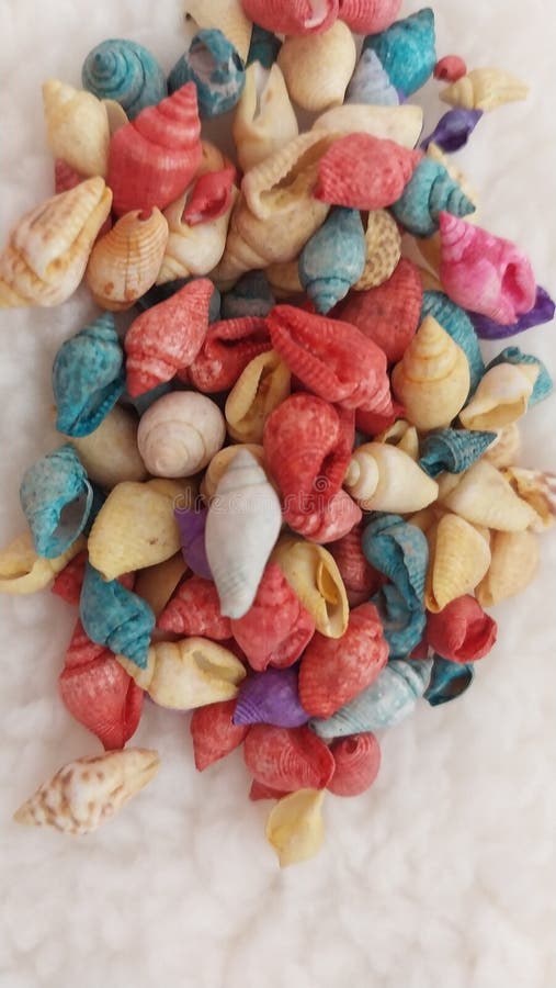 Colorful Seashells Vibrant Colors Mini Cute Seashell Stock Image ...