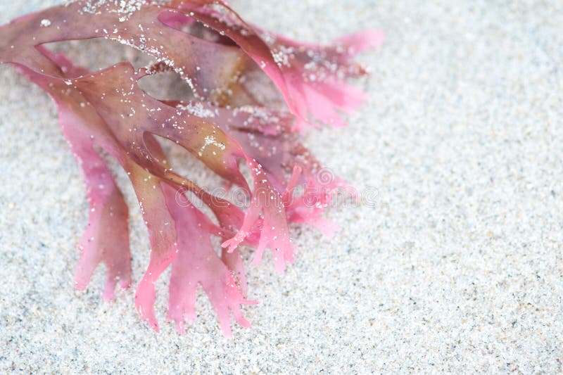 Colorful Seaweed at the Beach Stock Photo - Image of tide, texture ...