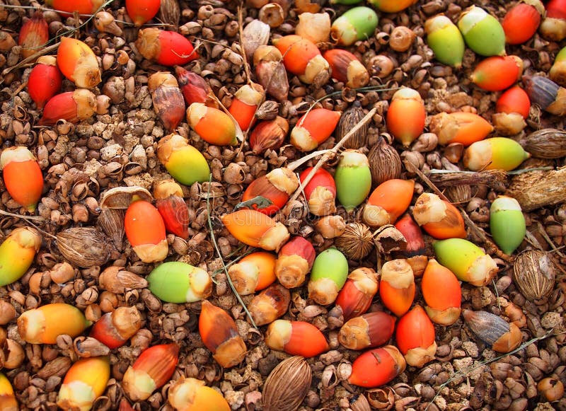 Colorful Seeds for My Birds Stock Image - Image of organic, nature ...