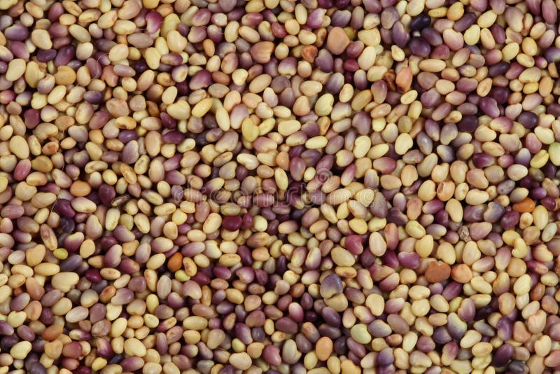 Colorful Seeds Mixture Close-up Picture. Image: 6286043