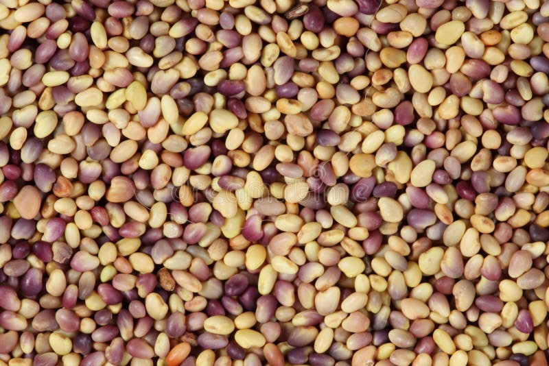 Colorful Seeds Mixture Close-up Picture. Image: 6286236