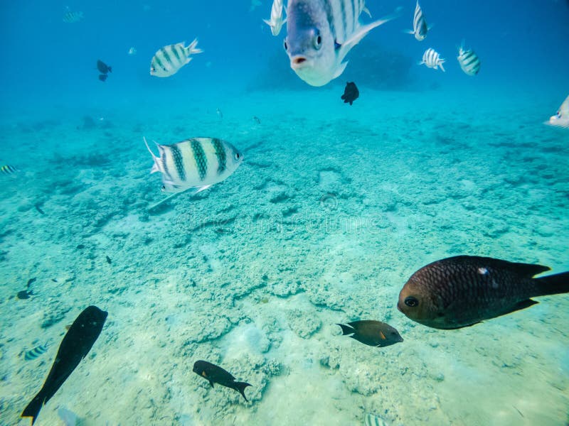 Sergeant Fish at the Sandy Bottom Red Sea Stock Photo - Image of life ...