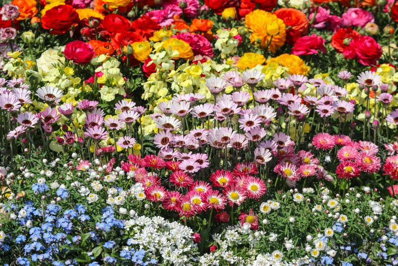 Colorful Several Flowers Type Bouquet Design Field Background. Stock ...