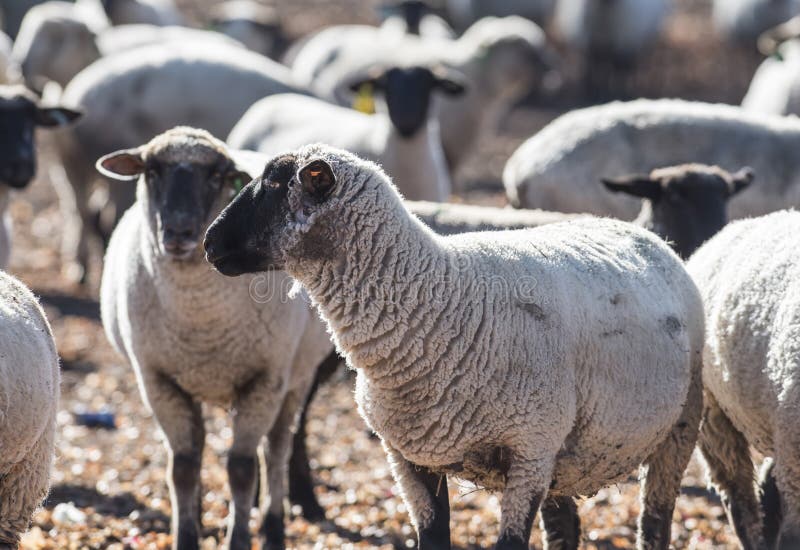 Colorful Sheep in a Pasture Eating Onions Stock Image - Image of dinner ...