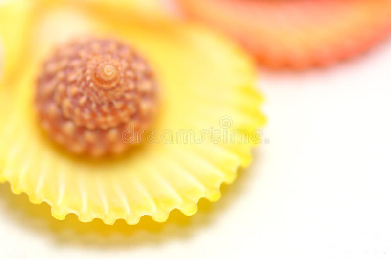 Colorful shell. stock image. Image of summer, close, season - 25614739