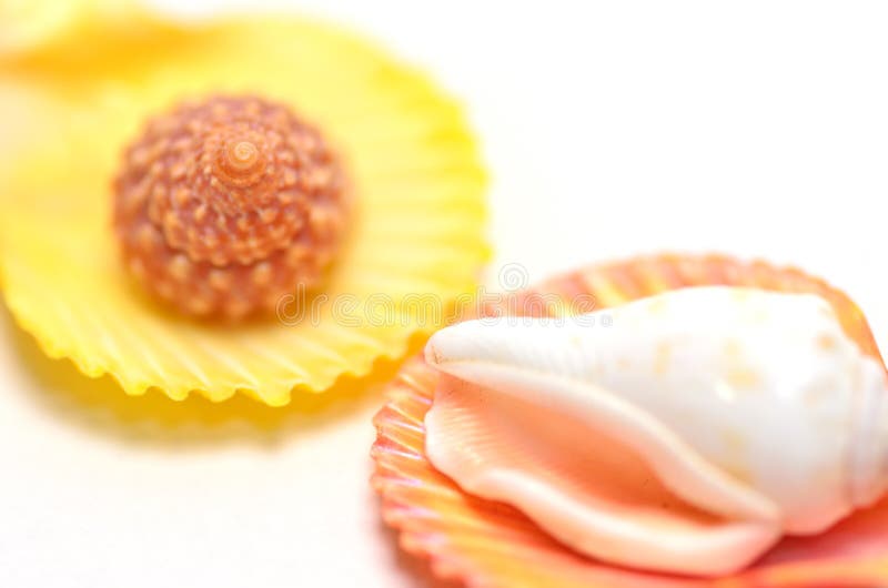 Colorful shell. stock image. Image of closeup, spiral - 25614741