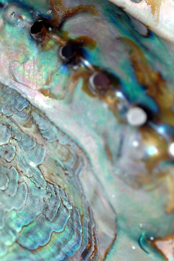 Colorful Shell stock photo. Image of abstract, backgound - 78238