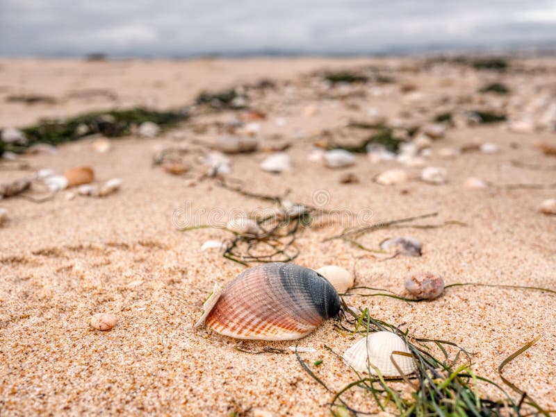Colorful Shell on the Beach. Algarve, Portugal Stock Photo - Image of ...