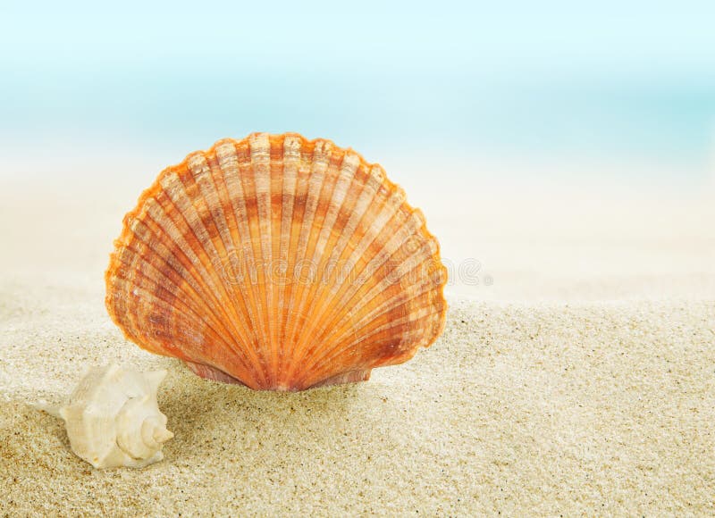 Colorful shell on beach stock photo. Image of resort - 55768660