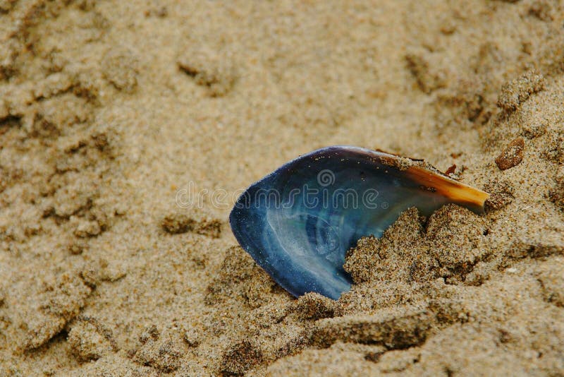 Colorful shell in sand stock image. Image of oyster, blue - 557957