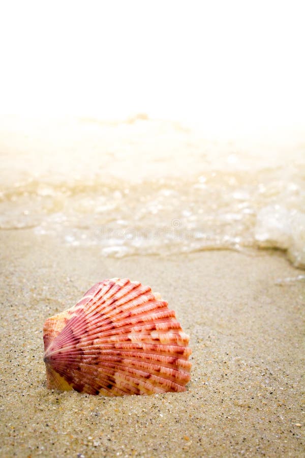 Colorful Shell in the Surf at the Beach Stock Photo - Image of beach ...