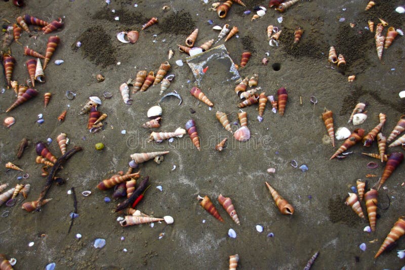 Colorful Shells Abandoned on the Sandy Beach Stock Photo - Image of ...