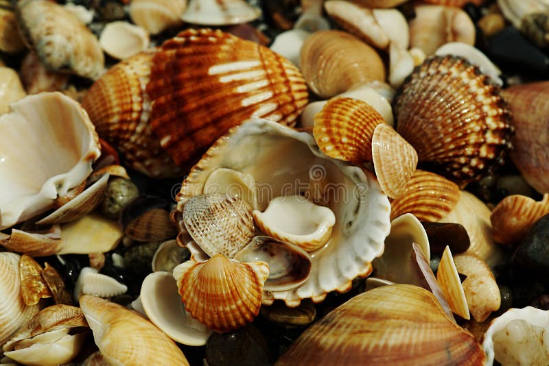 Colorful Shells Background. Stock Photo - Image of natural, alga: 94343574
