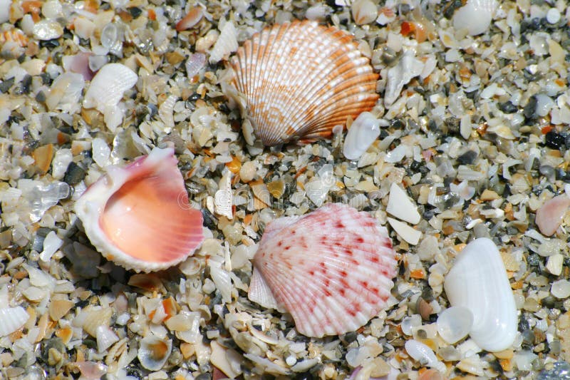 Colorful Shells on Beach stock photo. Image of shells, coast - 141378