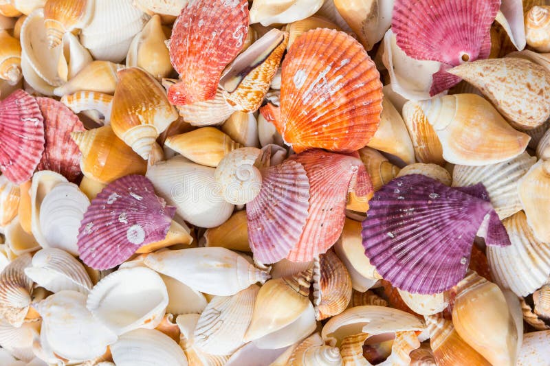 Colorful Shells from the Beach in Ameland Stock Image - Image of ...