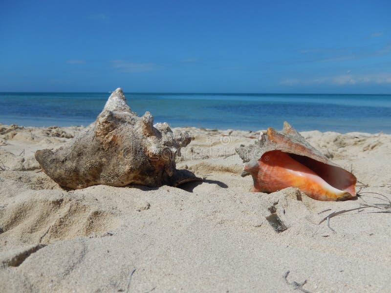 Colorful Shells on the Beach, Cayo Iguana, Cuba Stock Image - Image of ...