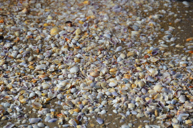 Colorful Shells on the Beach Stock Photo - Image of colors, colorful ...