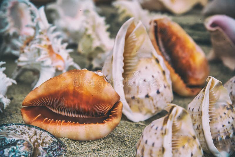 Colorful Shells on the Beach. Holiday Concept Stock Image - Image of ...