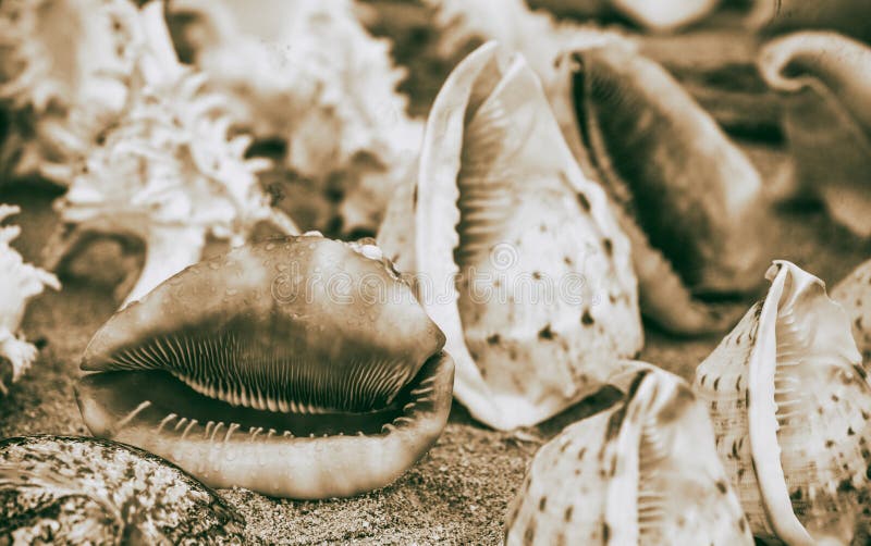 Colorful Shells on the Beach. Holiday Concept Stock Photo - Image of ...