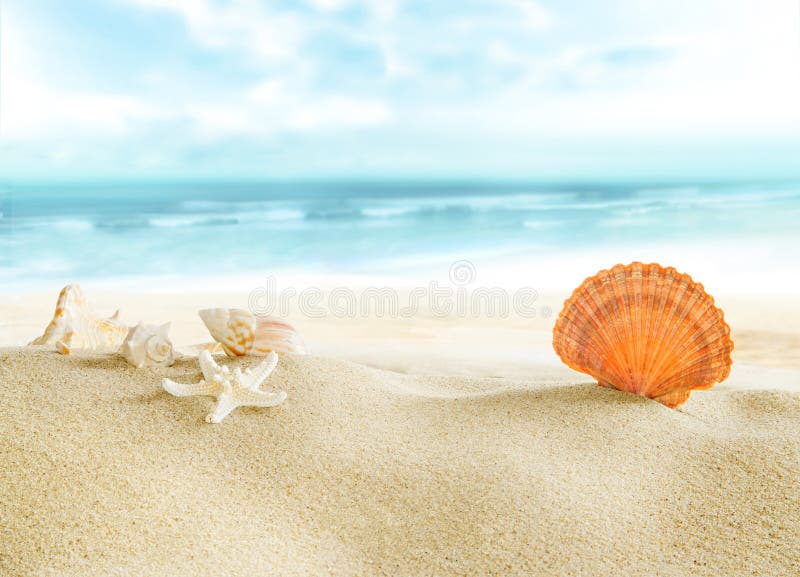 Seashells on beach stock photo. Image of coast, seashells - 5339834