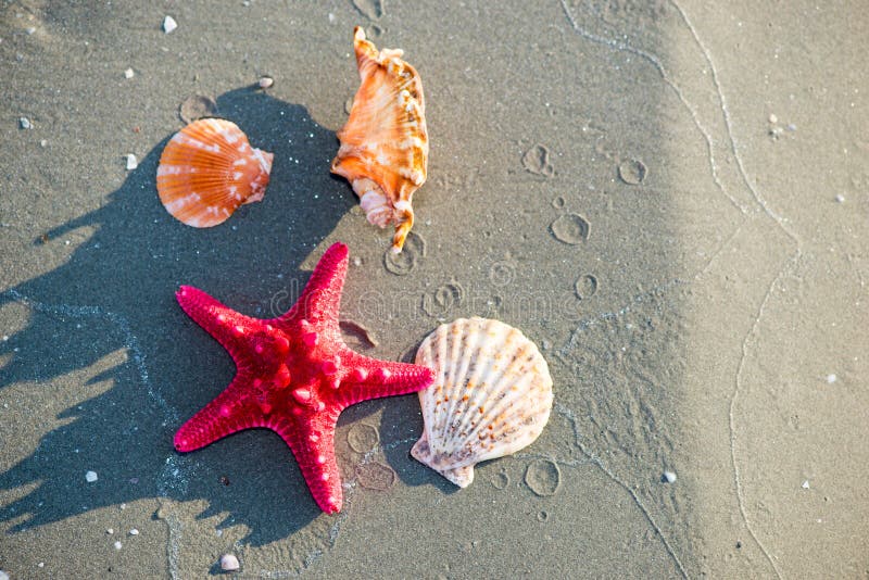 Colorful Shells on the Beach in Summer Time Stock Image - Image of ...