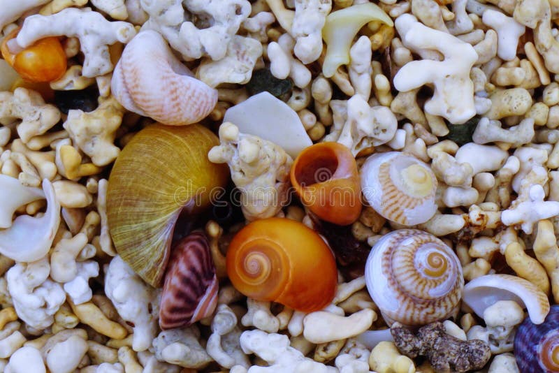 Colorful Shells and Coral Beach Stock Image - Image of ocean, stone ...