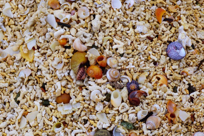 Colorful Shells and Coral Beach Stock Image - Image of macro, blue ...