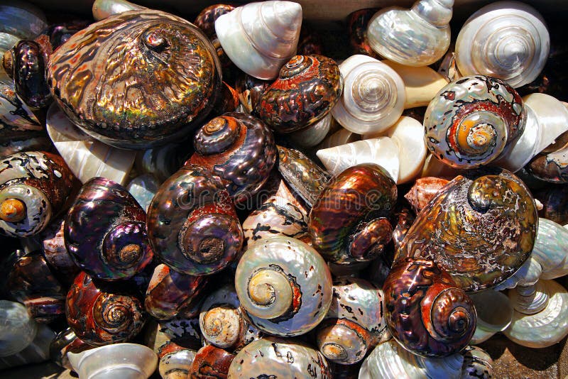 Colorful sea shells stock photo. Image of basket, closeup - 22694720