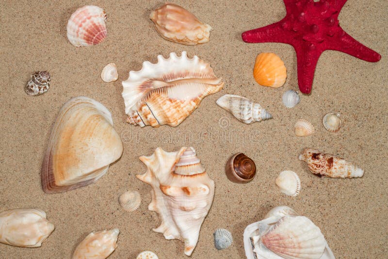 Colorful Shells of Marine Mollusks on Yellow Sea Sand Stock Image ...