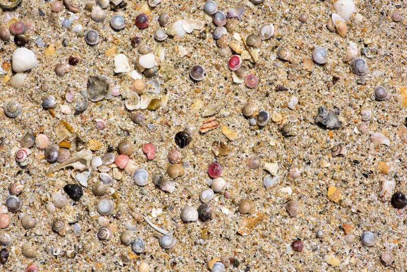 Colorful Shells, Objects Washed Up on Tropical Beaches Stock Photo ...