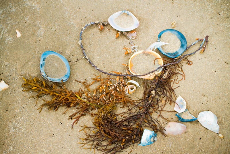 Colorful Shells and Seaweed on the Beach Stock Photo - Image of nature ...